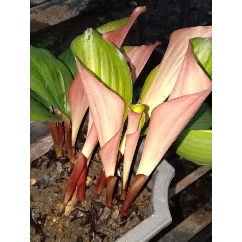 Pokok Cekur Merah Thailand | Shopee Malaysia