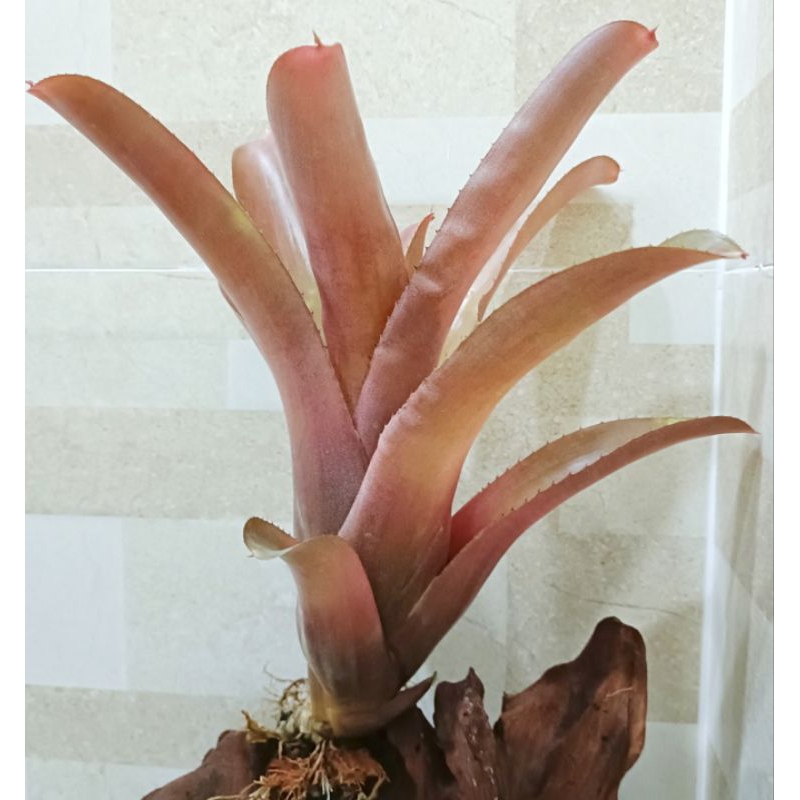 Bromeliad Neoregelia Cruenta Rubra | Shopee Malaysia
