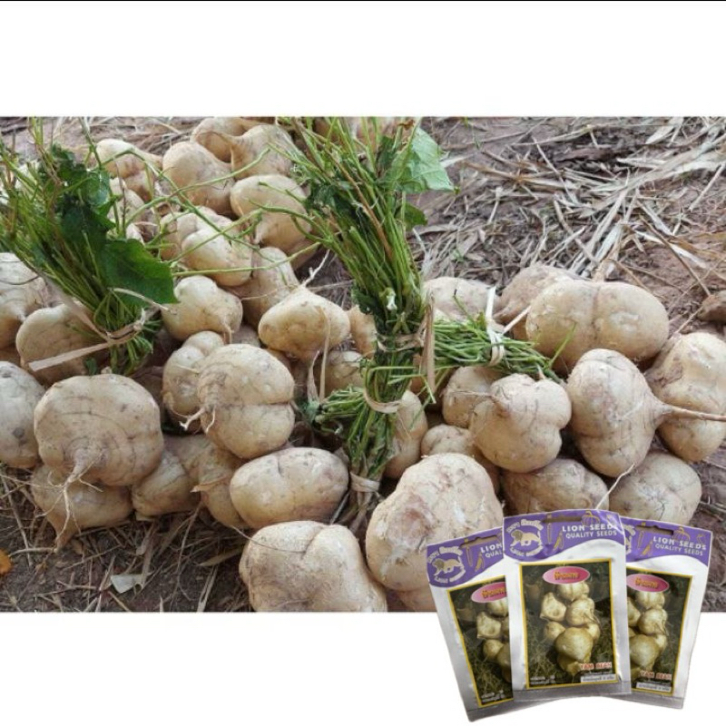 5g Benih UBI SENGKUANG / YAM BEAN / Cap Lion Seeds | Shopee Malaysia