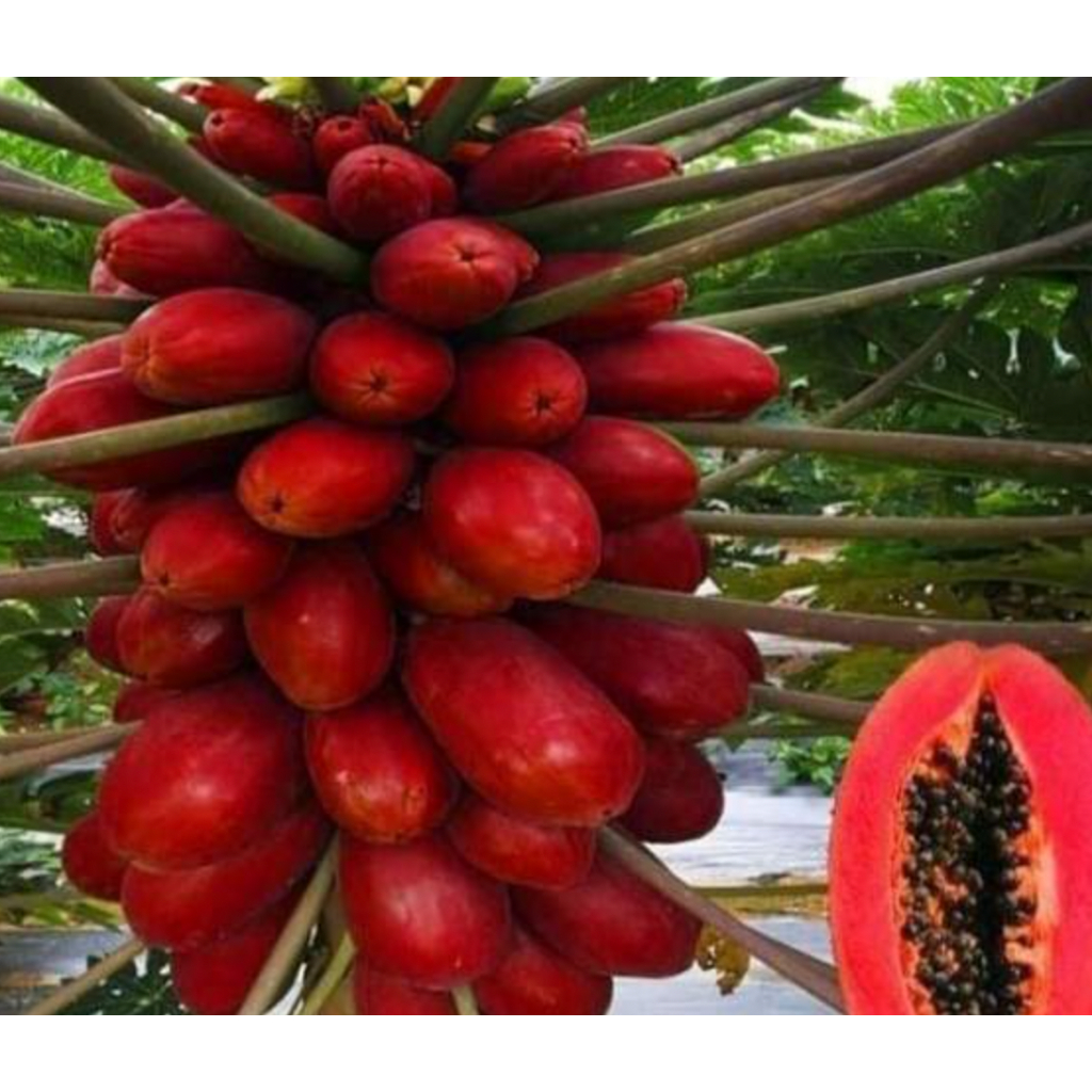 Biji Benih 2 Pcs Betik Merah Kulit Merah Isi Merah Red Flesh Red Papaya ...