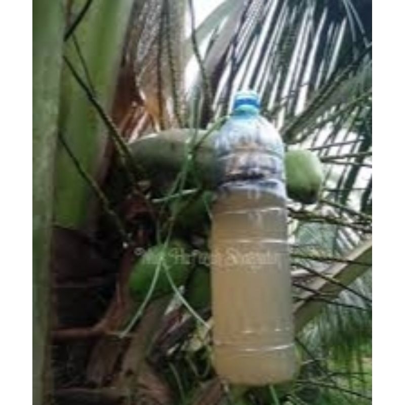 Air Nira Kelapa Pandan @ Tuak Kelapa Pandan Tumpat Kelantan | Shopee ...