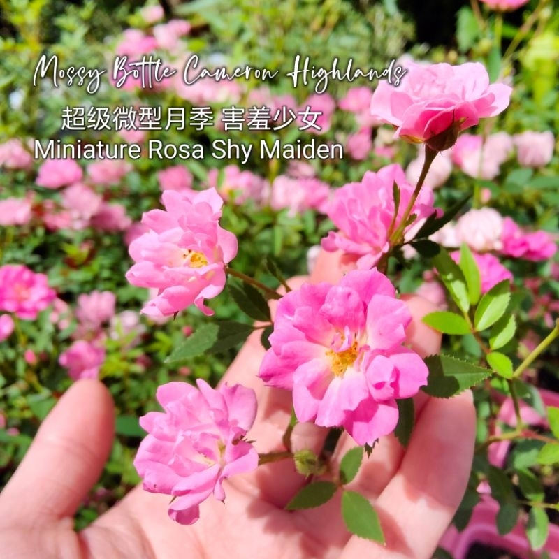 RARE ROSA 稀有 Super Mini Rose ID Shy Maiden 超微月季 害羞少女 【7cm pot】baby rose ...