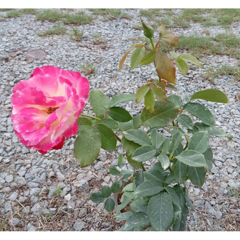 Anak Pokok Bunga Rose Pink Putih | Shopee Malaysia