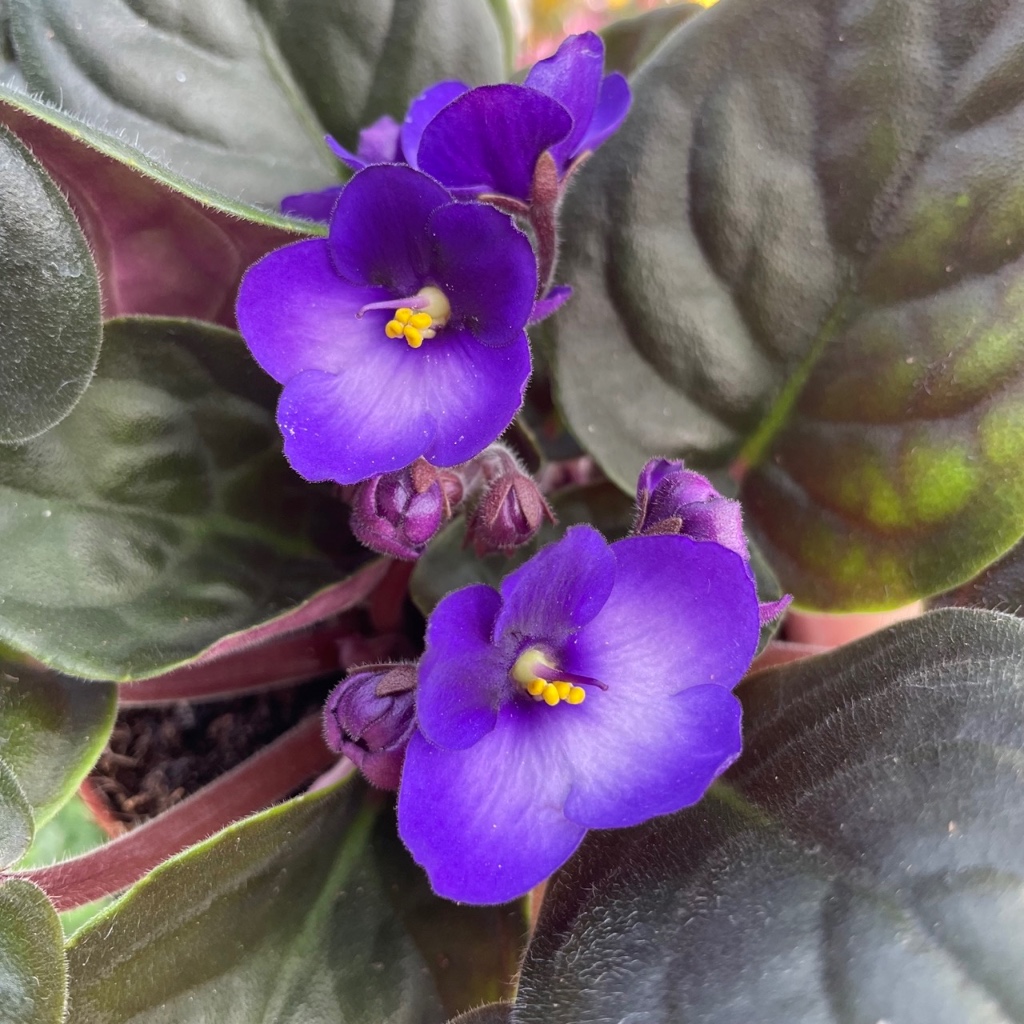 H2O - African Violet 非洲紫罗兰 Flower Plant Live Plant [random colour ...