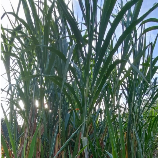BENIH RUMPUT NAPIER PAKCHONG (RM 0.35 SATU KERATAN BATANG) | Shopee ...