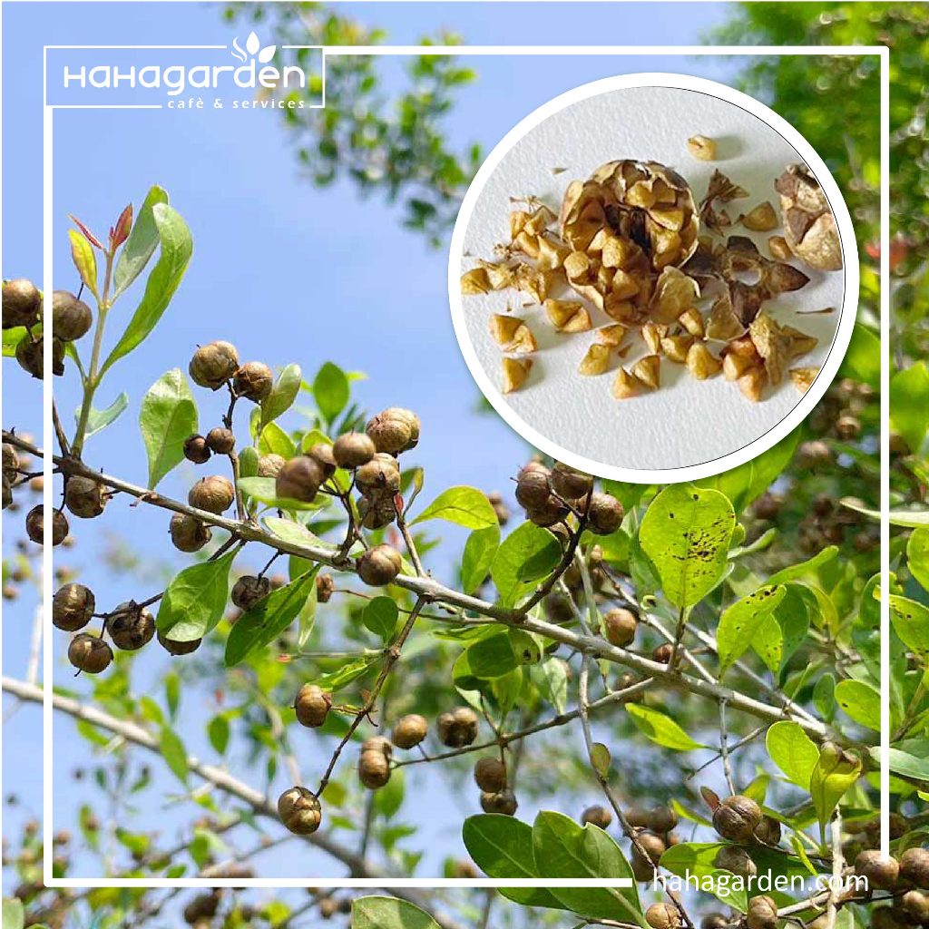 Biji Benih Pokok Inai/ Benih Pokok Inai/ Inai Merah/ Inai Seeds ...