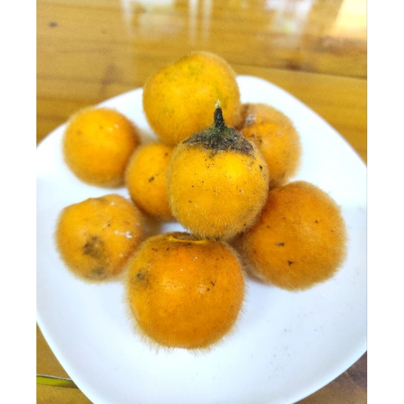 40 Biji Benih Terung Bulu / Terung Asam Bulu | Shopee Malaysia