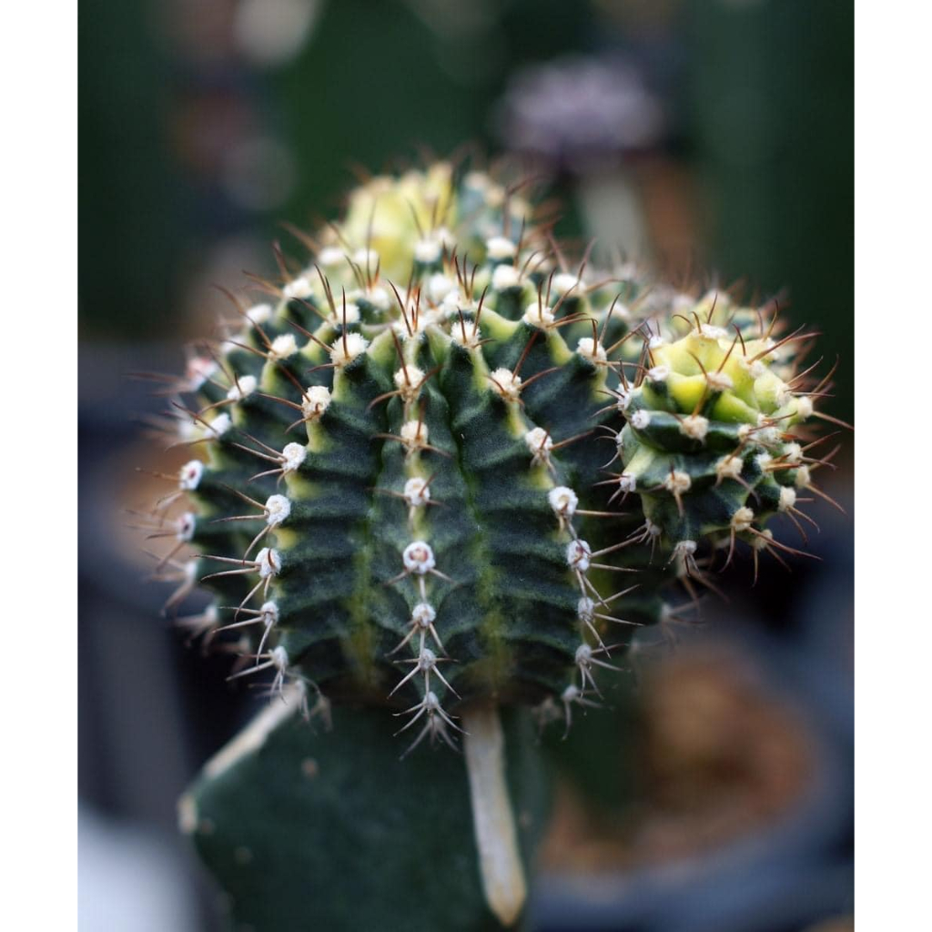 GYMNOCALYCIUM ID RAW PAPAYA CACTUS (OFFSETS WITH SHORT ROOTS) | Shopee ...