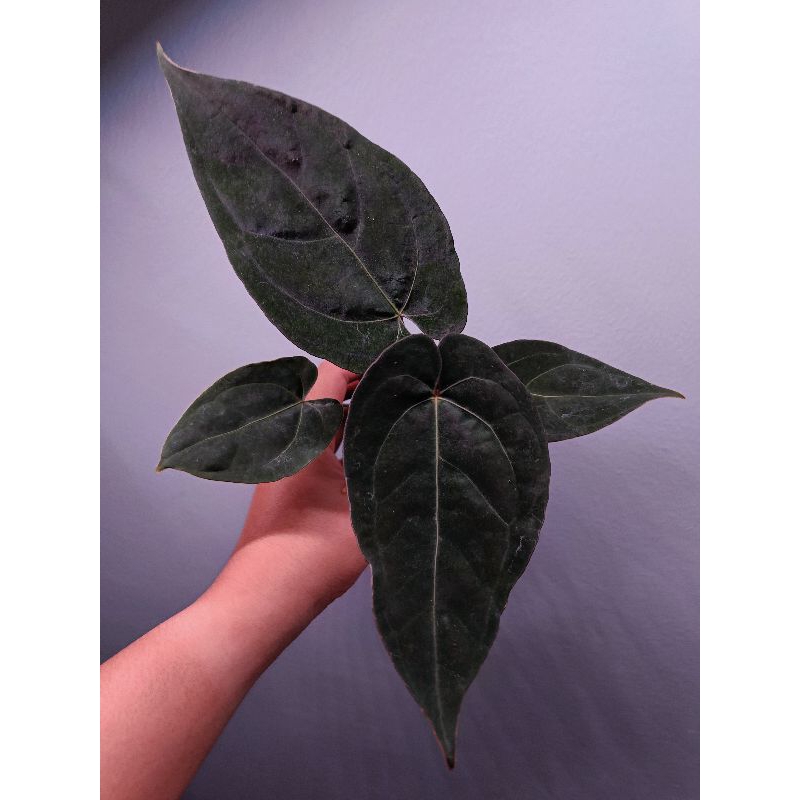 Anthurium Aos 🌑 x Aos 🌑 | Shopee Malaysia