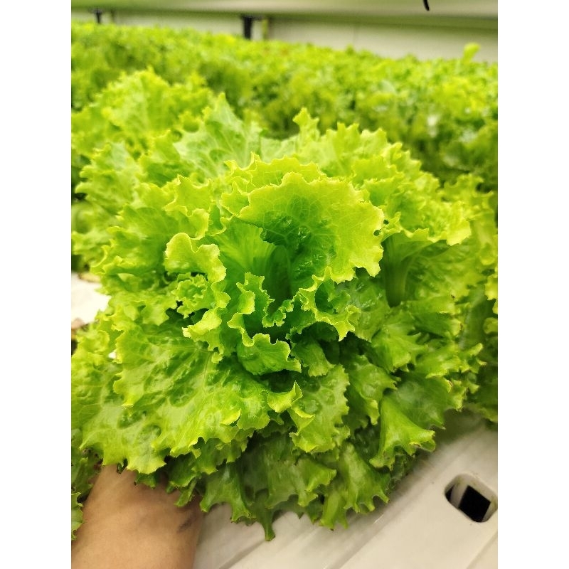 Cos Romaine Lettuce - Jonction (Netherlands) | Shopee Malaysia