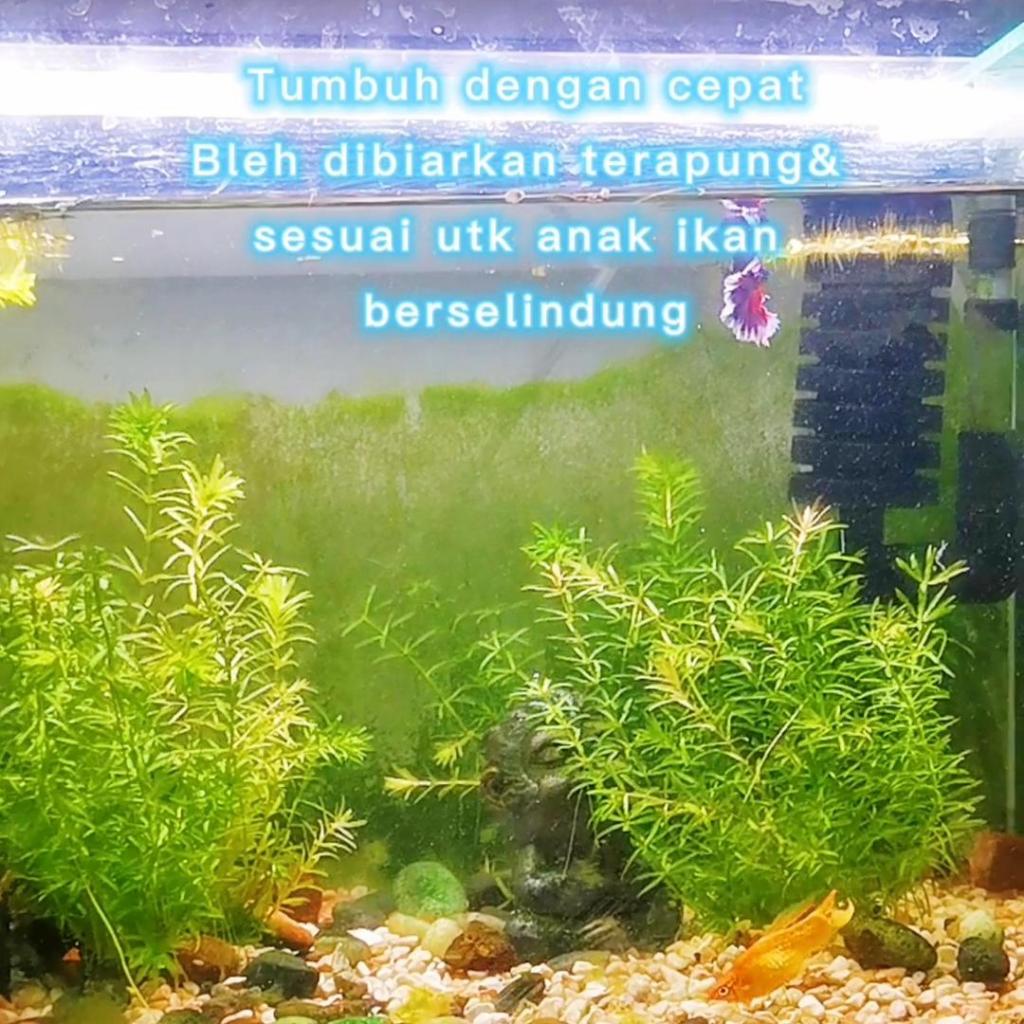 Egeria Densa (hydrilla) 蜈蚣草 Aquarium aquascape live plant rumpai air ...