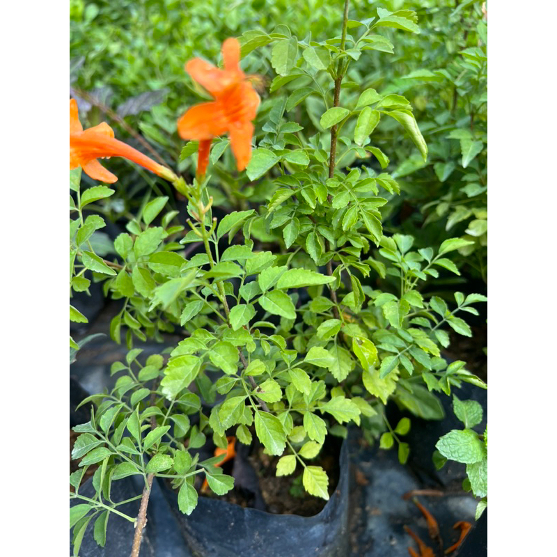 Tecomaria bunga Oren | Shopee Malaysia