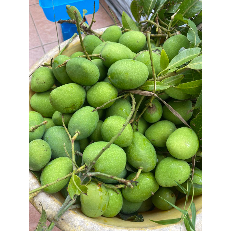 PAUH RINGAN / BUAH MANGGA TELUR | Shopee Malaysia