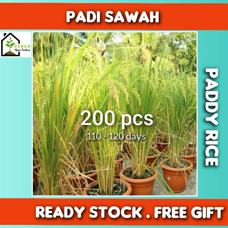 BIJI BENIH PADI SAWAH, PADI BERAS WANGI, FRAGRANT RICEE SEED, PADDY ...