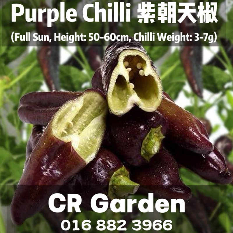 Purple Chilli 5 Seeds 紫朝天椒 5粒(Full Sun, Height: 50-60cm, Chilli Weight ...