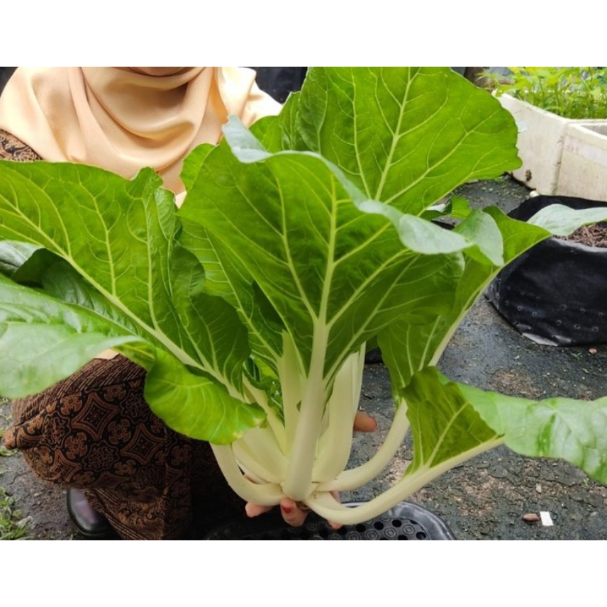 BENIH FAN PAK CHOY F1 HYBRID SAWI BATANG PUTIH SEED | Shopee Malaysia