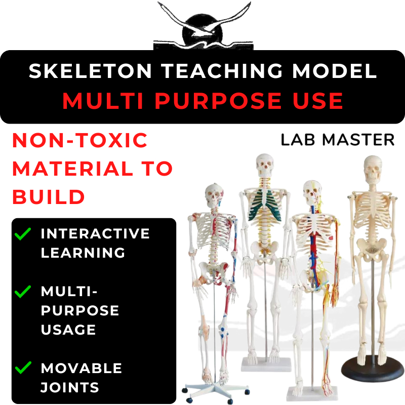 LAB MASTER/MALAYSIA Skeleton Teaching Model for Students & Teachers in ...