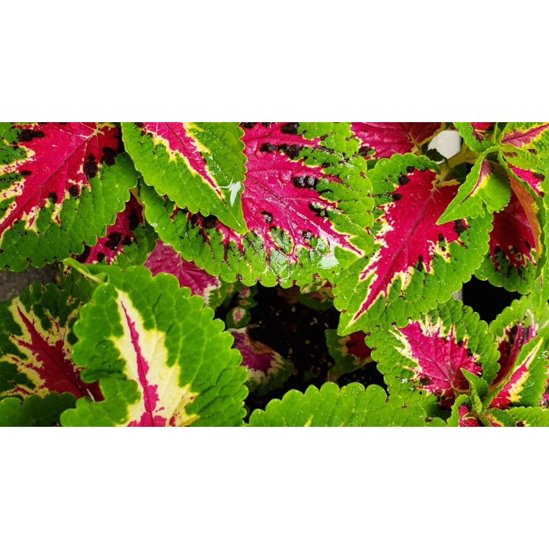 Bunga Ati-ati PINK WHITE @ Coleus ( cutting only / keratan sahaja ...