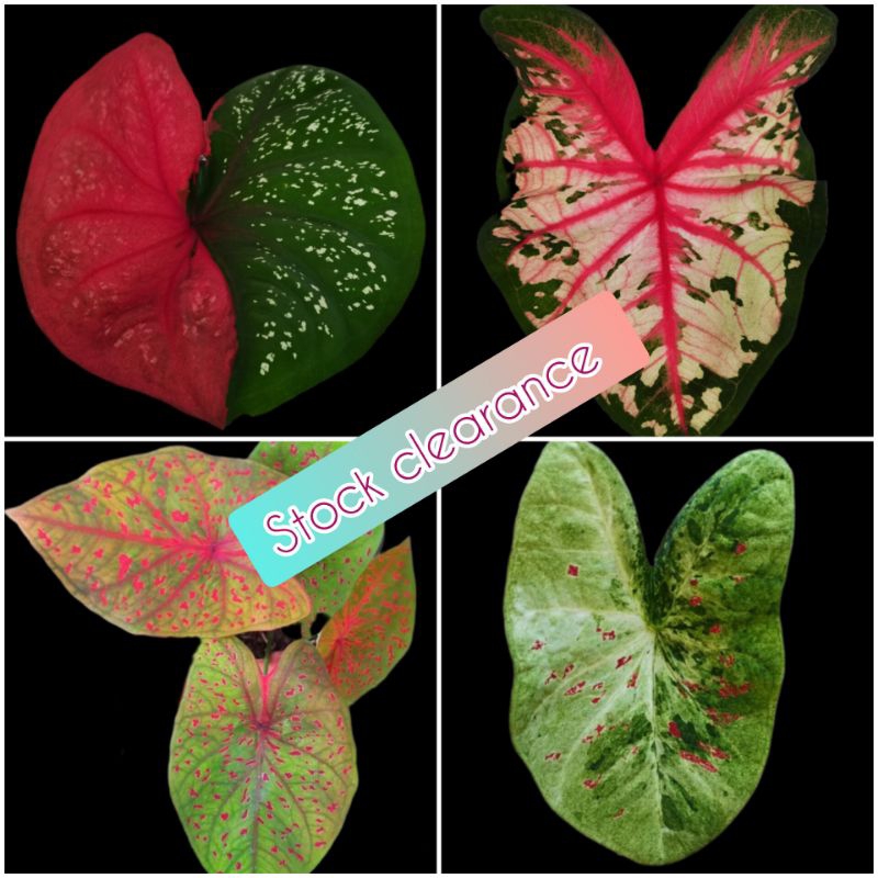 Ubi Bulb Keladi Thai Caladium USA Leopard Darcoco Pink Rose Ramlah ...