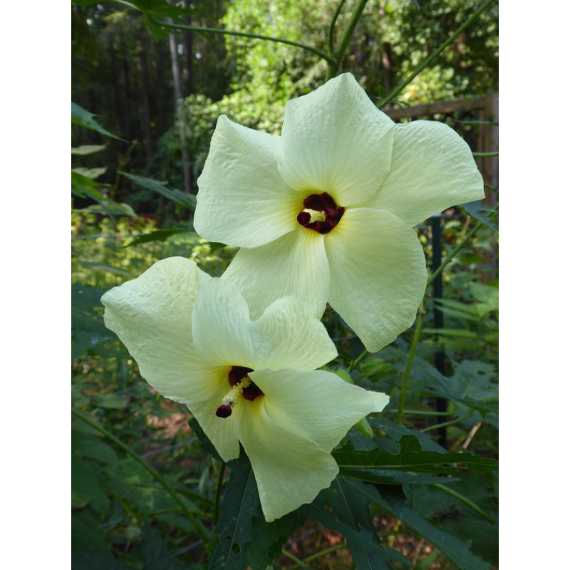 Swamp Rose Mallow Kuning ( 1 cutting / keratan ) keratan bunga raya ...