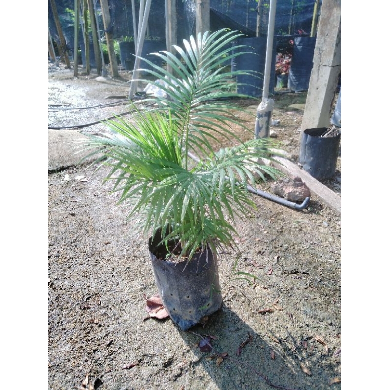 pokok java palm/bamboo palm, untuk perhiasan rumah Outdoor' and indoor ...