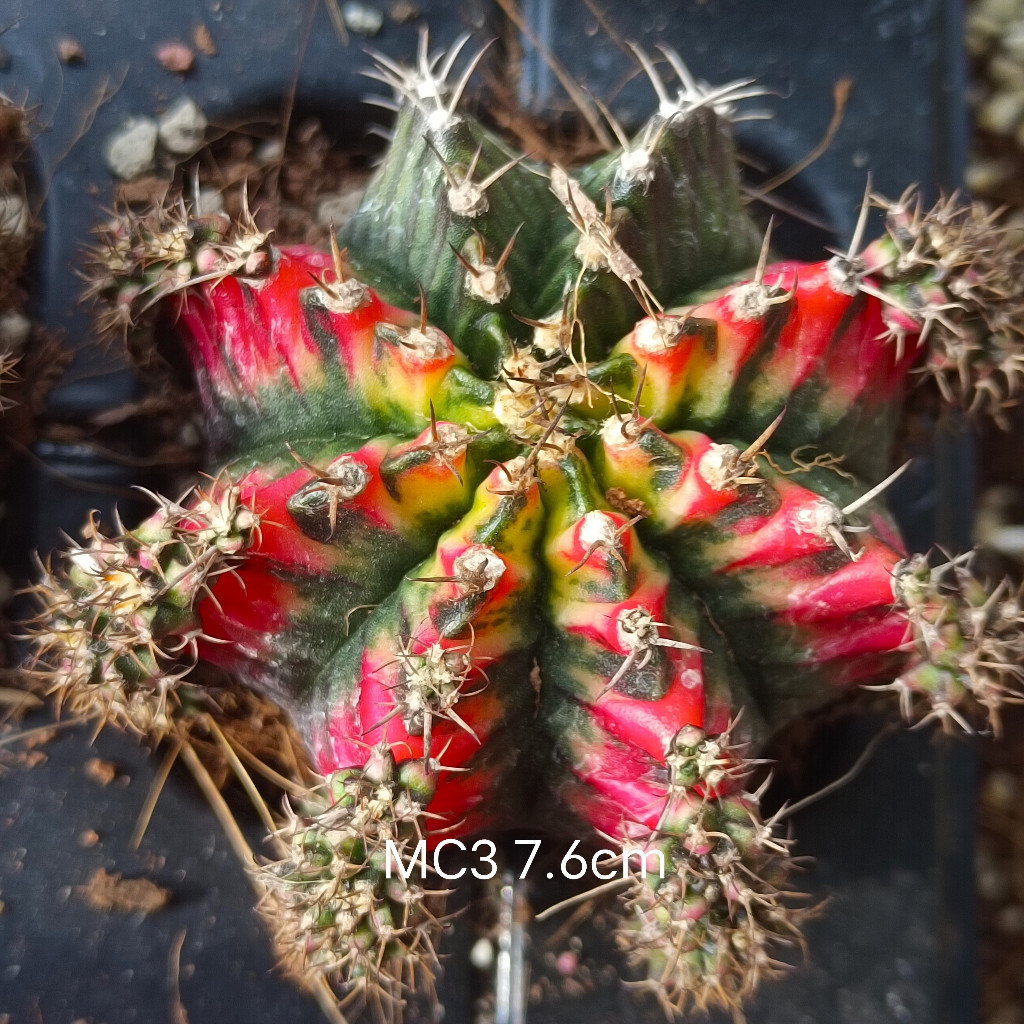 GYMNOCALYCIUM ID MULTICOLOUR CACTUS (OFFSETS FROM LANDED MOTHER PLANT ...