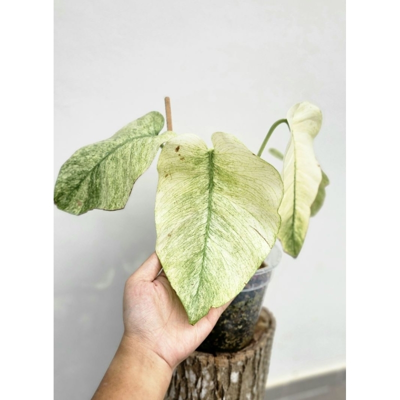 Monstera Full Mint variegated | Shopee Malaysia
