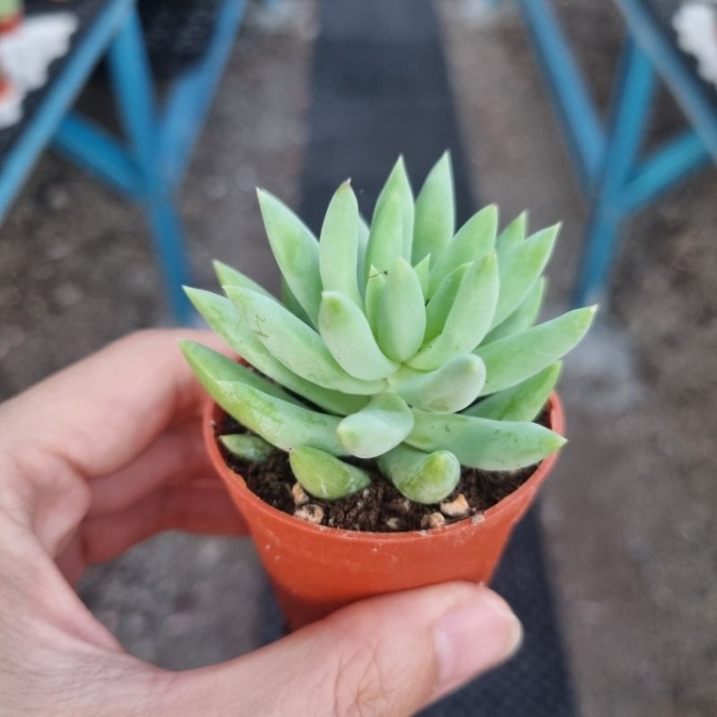 Live succulent plant (pot size 5cm) ready stock 多肉植物千佛手 | Shopee Malaysia