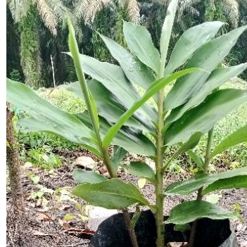 ANAK POKOK HERBA LEMPOYANG | Shopee Malaysia