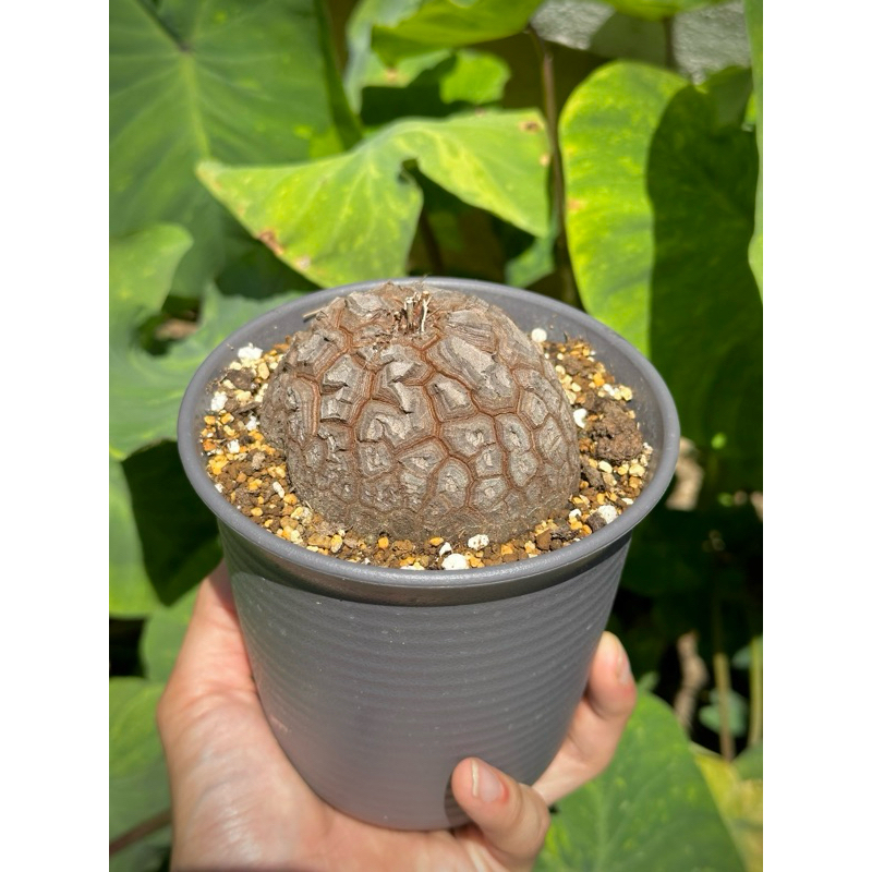 Caudex plant 龟甲龙 - Dioscorea elephantipes | Shopee Malaysia