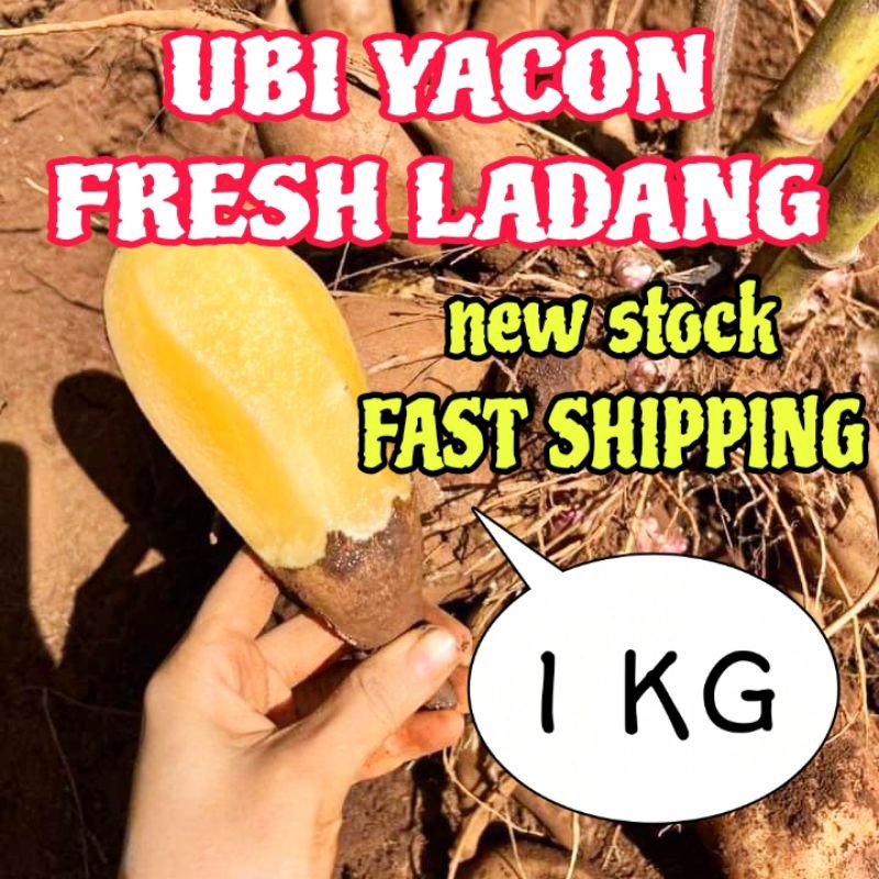 UBI YACON yakon NEW STOCK 1KG FRESH DIRECT LADANG | Shopee Malaysia