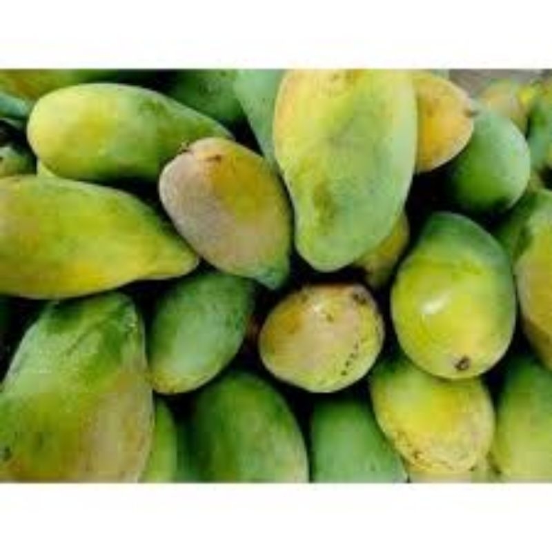 1kg Mangga Mas Hitam / 1kg Pauh Mas Hitam / 1kg Black Gold / 1kg Thong Dam | Shopee Malaysia