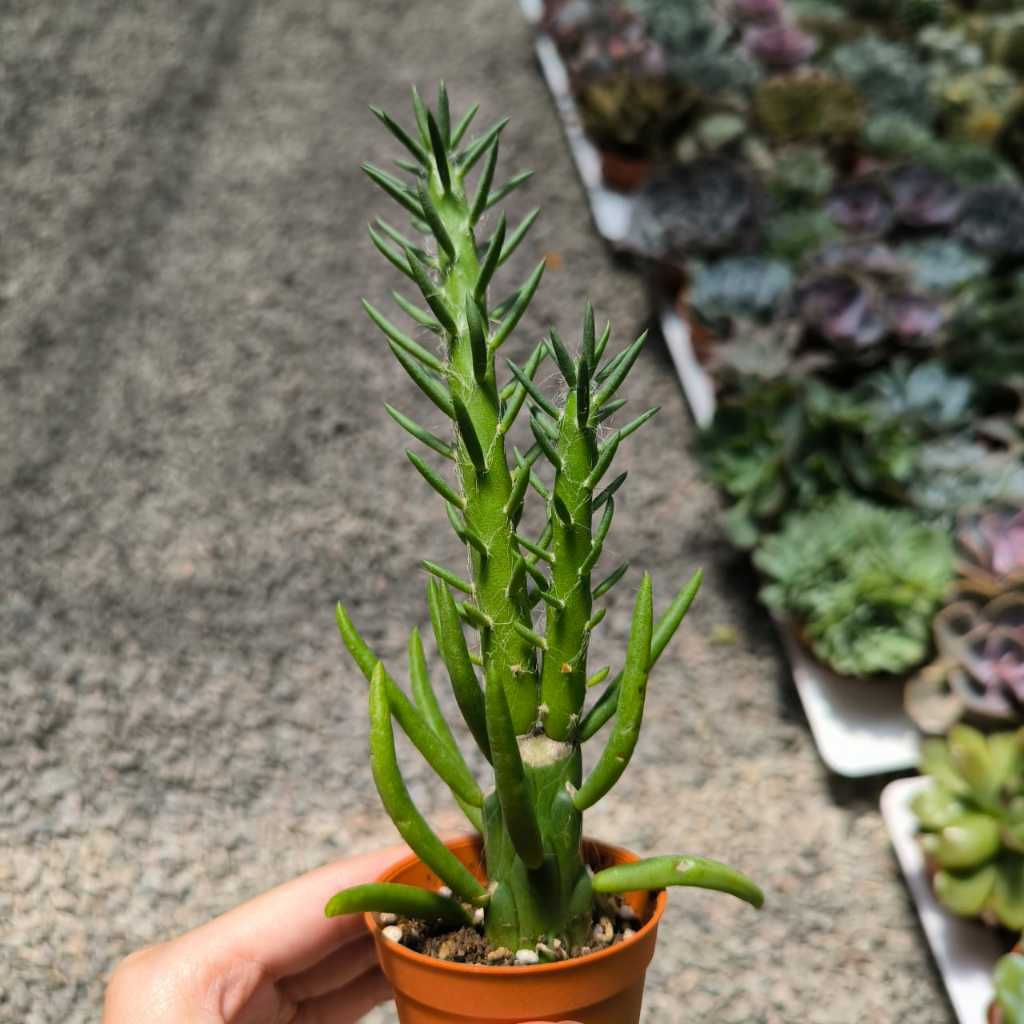 GPS Green Plant Society Live Plant Cactus Type 42 Long Spine Cactus 沙漠 ...