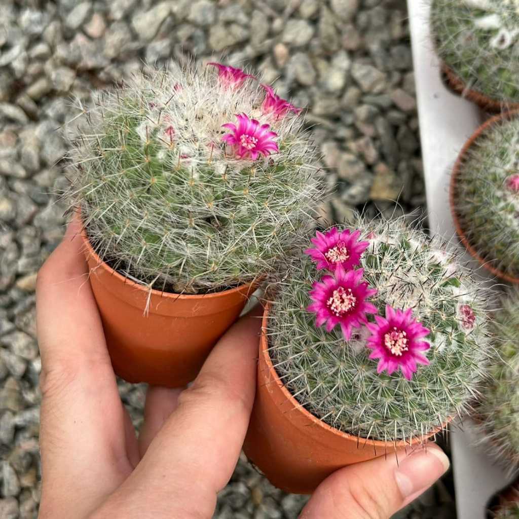 GPS Green Plant Society Live Cactus Type 54 Mammillaria hahniana 玉翁 仙人掌 ...