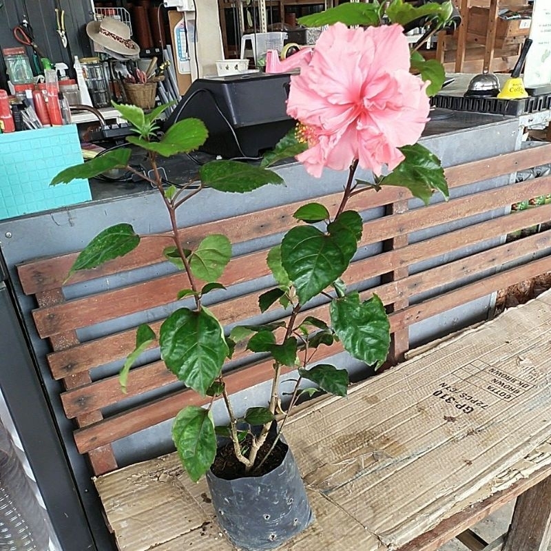 Bunga raya thai berlapis | Shopee Malaysia