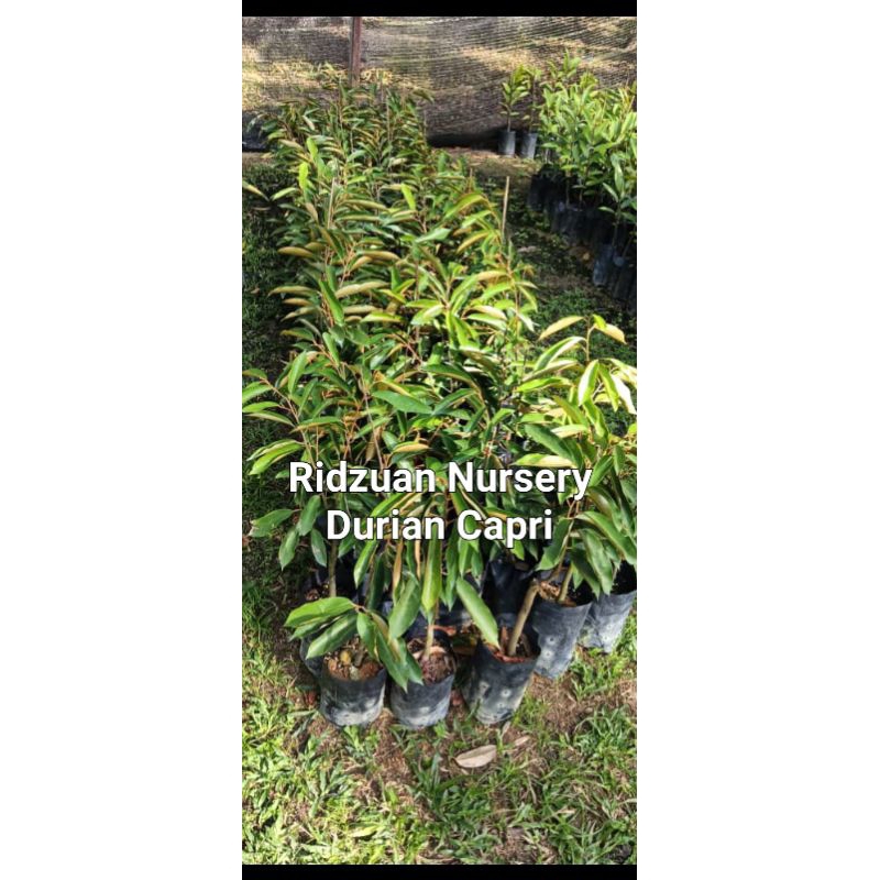 Anak Pokok Durian Capri Penang | Shopee Malaysia