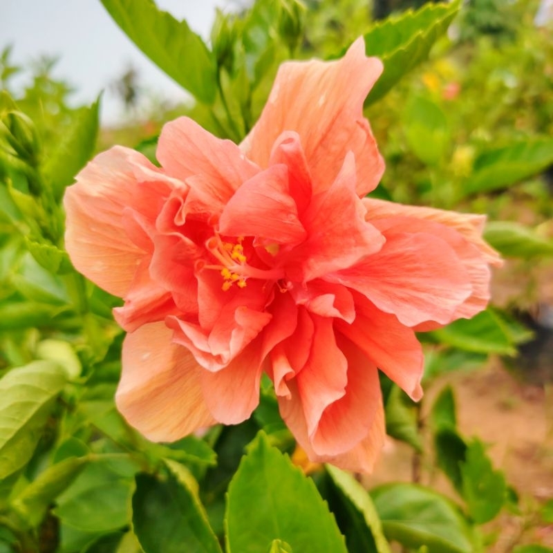 MOVEE - Real live plant [Bunga Raya] Hibiscus (Multilayer Peach ...