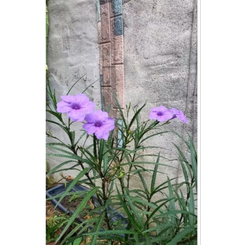 Anak Pokok Bunga Ruellia Simplex / Bunga Kencana / Mexican Petunia ...
