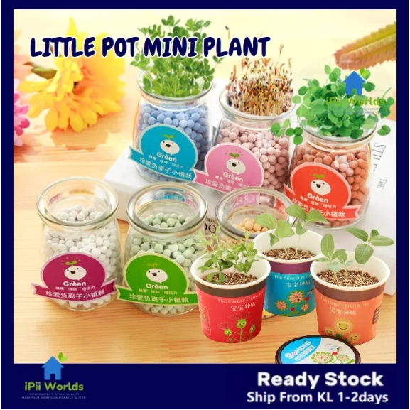 iPii Mini Flower Sohomi DIY Cutest Little Pot Mini Plant Office indoor ...
