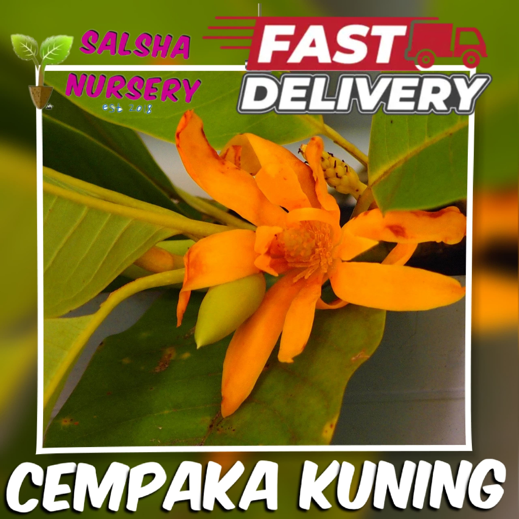 POKOK BUNGA CEMPAKA / CEMPAKA KUNING / CEMPAKA PUTIH / pokok hiasan ...