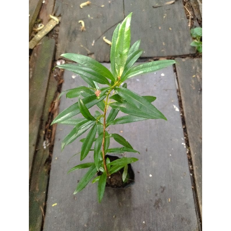 Anak pokok kelat paya dalam polibag | Shopee Malaysia