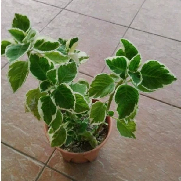 到手香（Pokok Bangun-Bungun Batik Oregano Batik) | Shopee Malaysia
