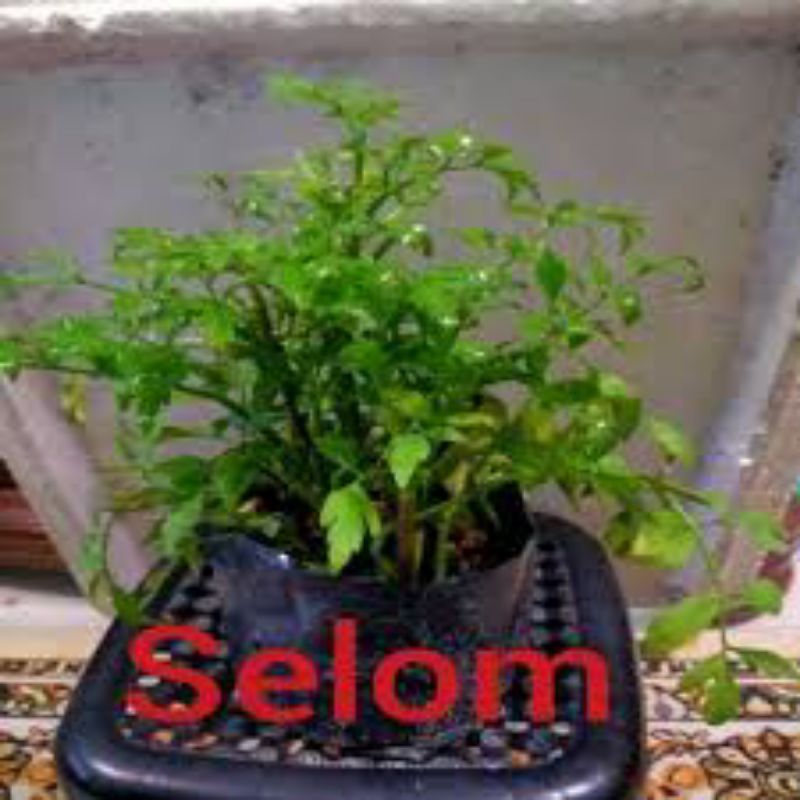 Pokok Selom Ulaman.. | Shopee Malaysia