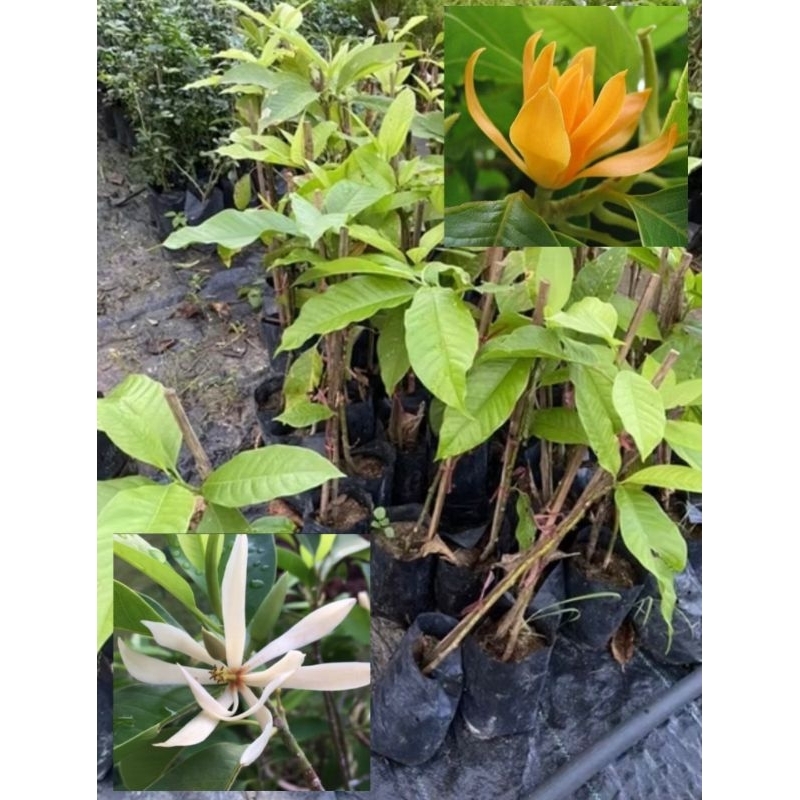 pokok bunga cempaka biasa wangi warna KUNING / PUTIH | Shopee Malaysia