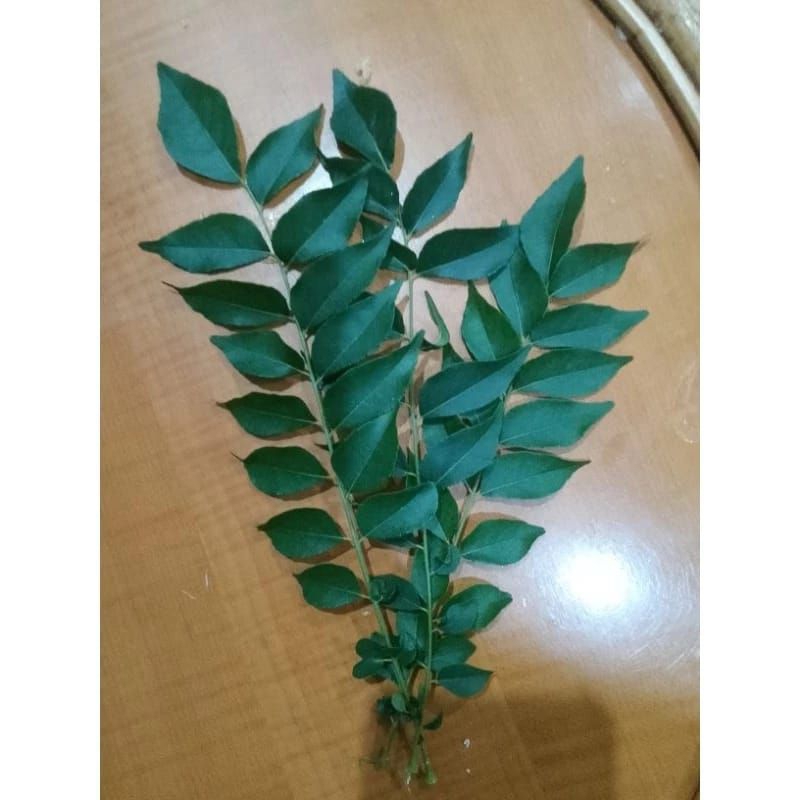 DAUN KARI SEGAR MURAH.(20 TANGKAI) | Shopee Malaysia