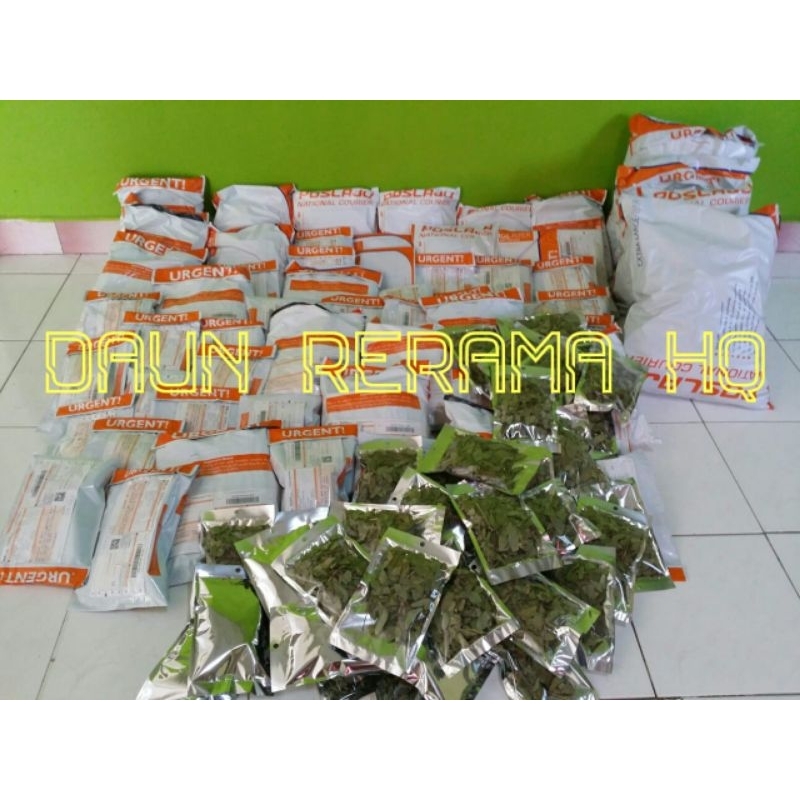 Daun rerama (daun,akar,batang) | Shopee Malaysia