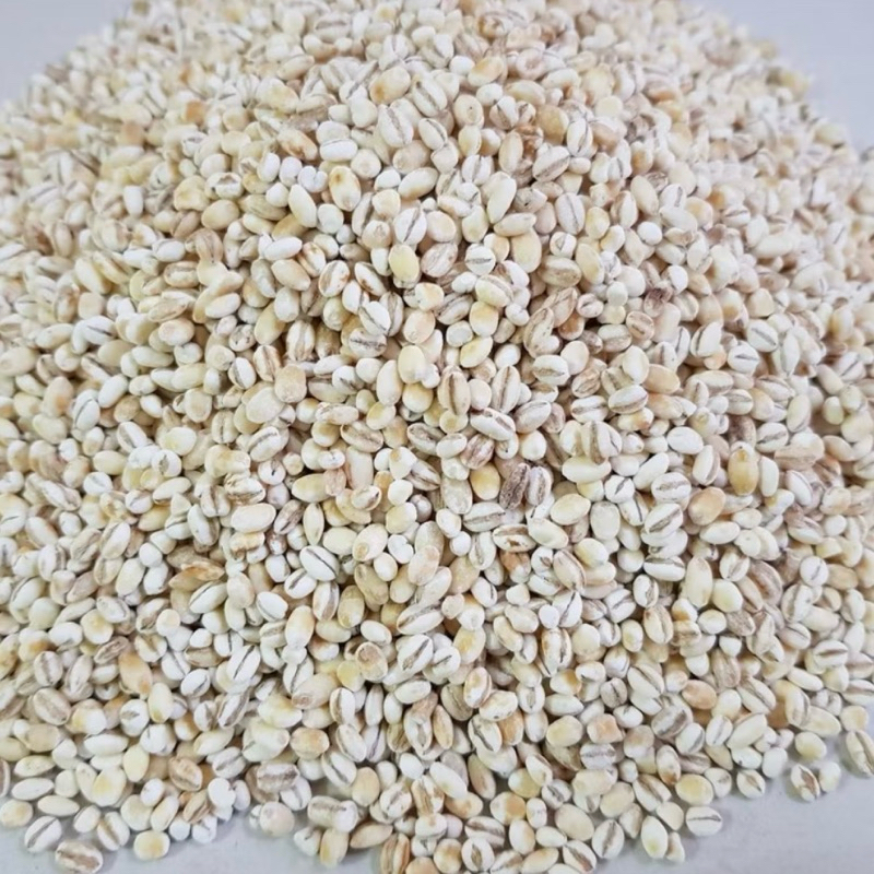 Barli Pearl Barley | Beras Barli Putih | Hordeum vulgare | Herbal Care ...