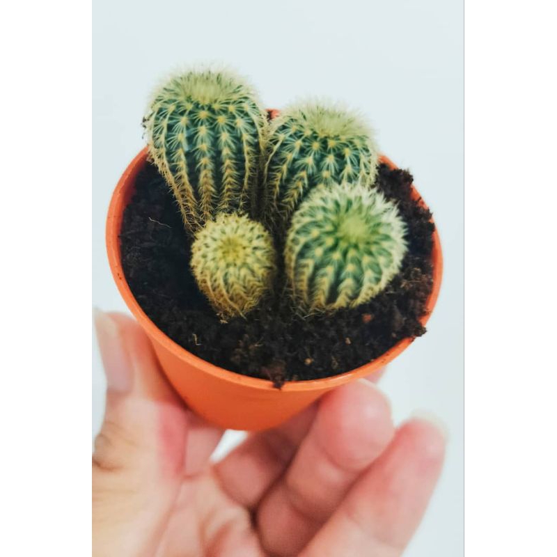 WAF cactus Notocactus Claviceps 金冠 with 55mm pot direct from Cameron ...