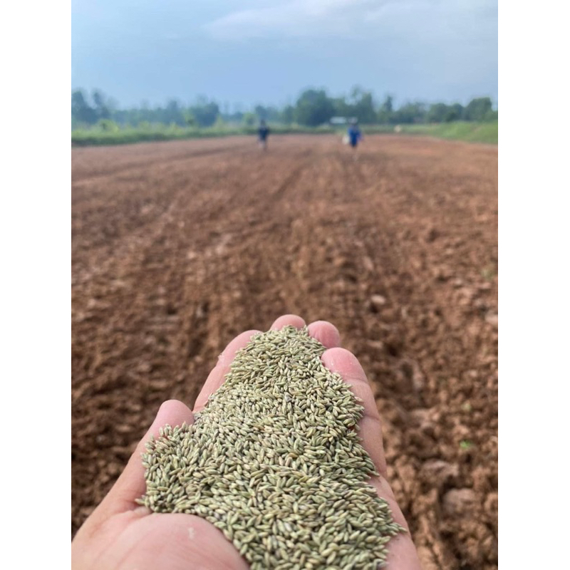 RUMPUT RUZI 1KG SESUAI UNTUK TERNAKAN LEMBU | Shopee Malaysia