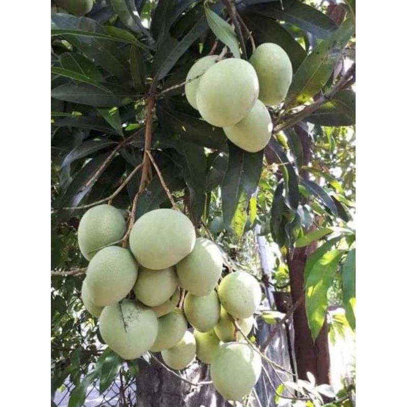 Pokok Mempelam / Mangga Apple dalam polybag.. | Shopee Malaysia